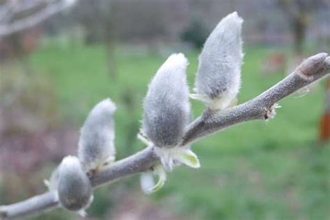 Willows Salix Spp Calendula Farm And Earthworks
