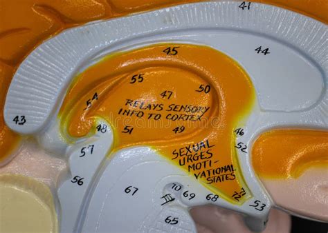 Diencephalon And Labeled Brain Structures In Anatomical Model Stock Image Image Of Matter