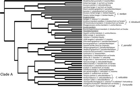 Details Of Major Clade A In The Whole Dendrogram Underlined Accessions