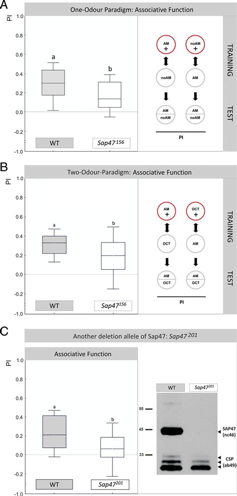 Associative Function A Sap47 156 Mutants Are Impaired In Associative