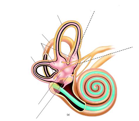 Cochlea Diagram Quizlet