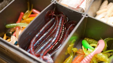 Types Of Fishing Worms