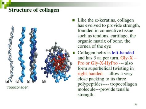 Ppt Chapter 4 The Three Dimensional Structure Of Proteins Powerpoint
