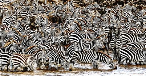 Zebra Africa Geographic