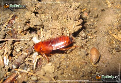 Western Wood Cockroach