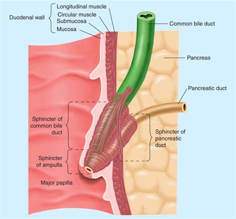 Hepatopancreatic Sphincter Ampulla