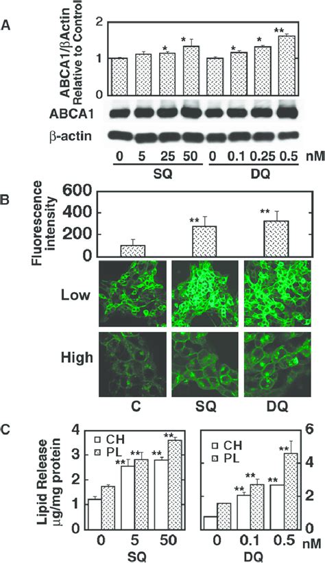 Intracellular Localization Of Abca1 Gfp In Hek293 Cells A Hek293 Download Scientific Diagram