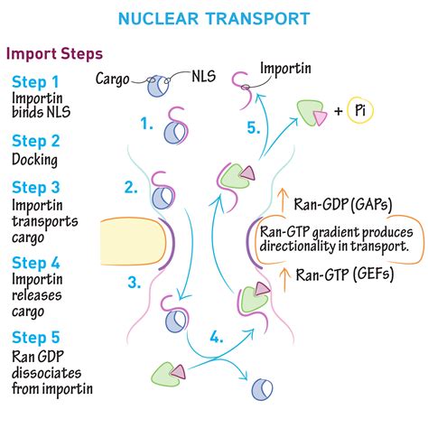 Cell Biology Glossary Nuclear Transport Ditki Medical And Biological