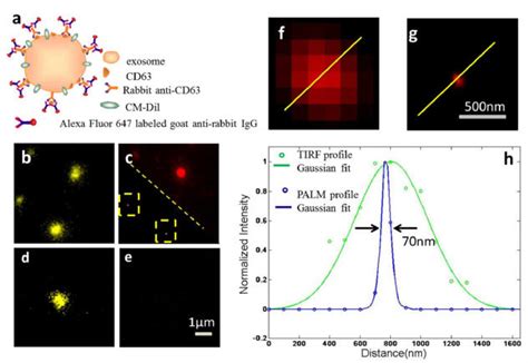 Imaging And Intracellular Tracking Of Cancer Derived Exosomes Using Single Molecule Localization