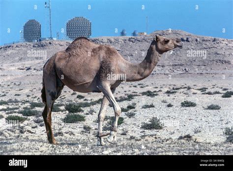 Bahrain 1979 Archival Image Of A Hobbled Camel Near The Earth Station