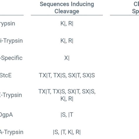 Defining Protease Cleavage In Metamorpheus For Each Protease The