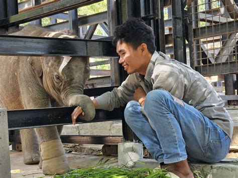 English Below ទ្រុងថ្មីសម្រាប់កូនដំរី លំផាត់ និងចាណាម 🐘🏡 ដំណឹងដ៏គួរឱ្យរំភើប លំផាត់ និង ចាណាម