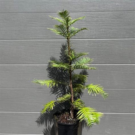 Buy Wollemi Pines Online Rare Wollemia Nobilis For Sale