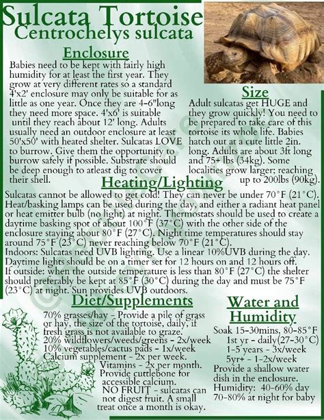 Sulcata Tortoise Care Tips Sulcata Tortoise Habitat Outdoor Diy