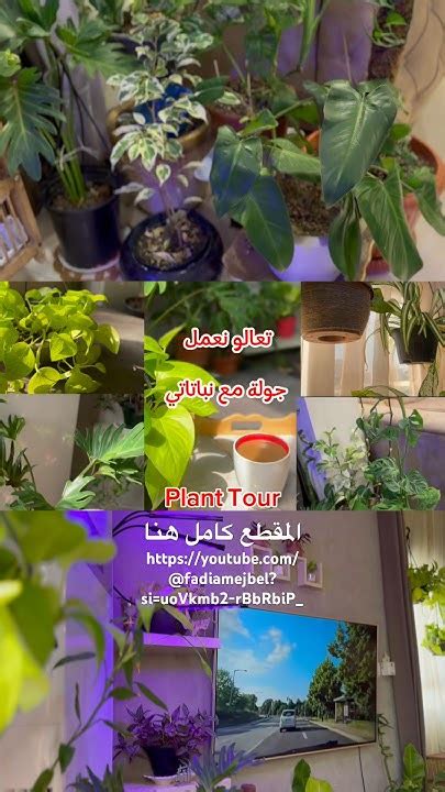 نباتاتي المنزلية جولة مع نباتاتي Plants Tour نباتات داخلية Sʜᴏʀᴛs نباتات الزينة Plants Youtube