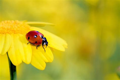 Today Is Ladybug Day Meigs Point Nature Center