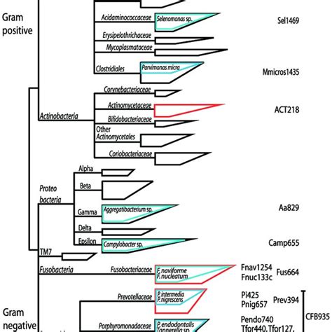 Phylogenetic Tree Representing Oral Microbial Diversity The Tree Is