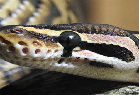 Does Ball Pythons Make Noise