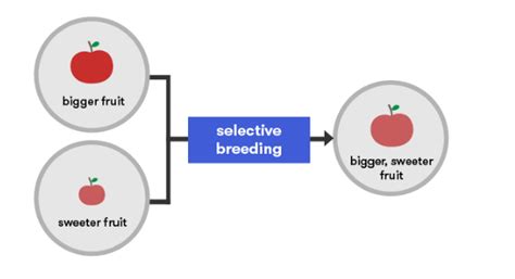 What Is Biofortification Complete Guide With Examples