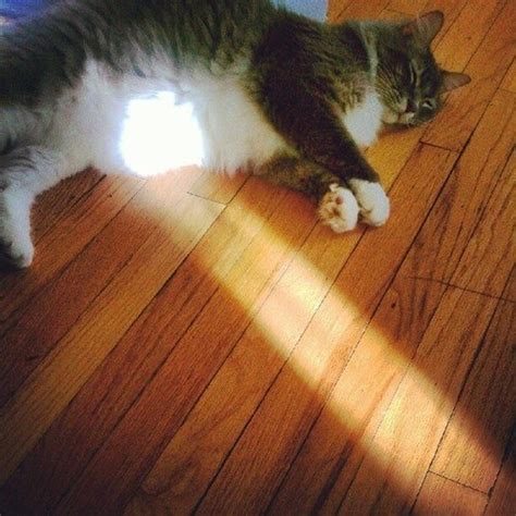 Unimpressed Kitten Struck By Lightning Rpeoplefuckingdying