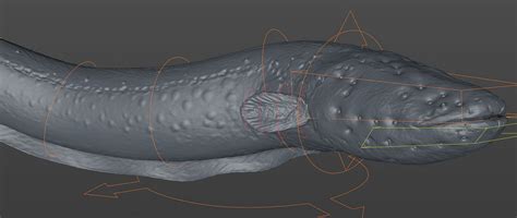 Electric Eel Rigged 3d Model 120 C4d 3ds Fbx Obj Ztl Unknown