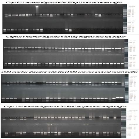 Phylogenetic Trees Of Pakistani Barley Selected Genotypes Based On 32 Download Scientific