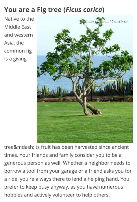 What Tree Are You Quiz Pages What Tree Are You Personality