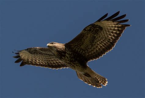 Common Buzzard Goodenbergh Leisure