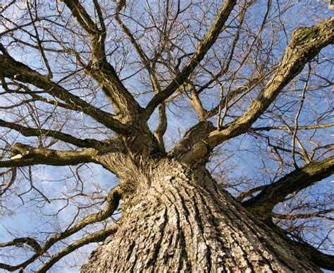 KS Plants The Structure And Parts Of Trees