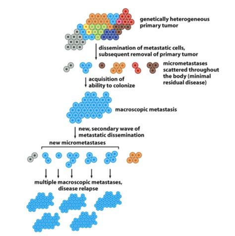 Jerome Majeska Lecture Three Flashcards Quizlet