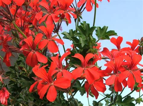 Pelargonia Bluszczolistna Zwisająca Czerwona Pelargonium Peltatum