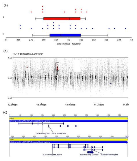 the cn state and snp array profile graph of gain cnv region on 10q