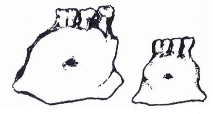 Meganthropus As A Giant By Sejla Isanovic Forbidden Archaeology 2016