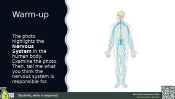 The Nervous System PowerPoint Peardeck Slides By Tammy Palyo TPT