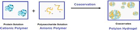 Complex Coacervation Between A Protein Poly Anion And A Polysaccharide Download Scientific