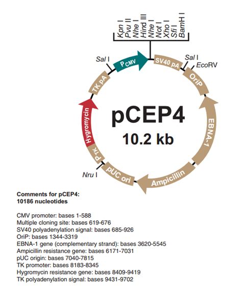 Pcep4载体信息pcep4质粒图谱pcep4序列 爱科博生物