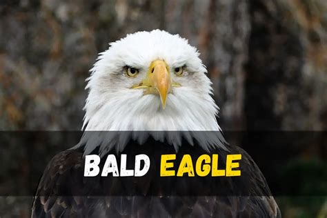 Explore Unique Explore Unique 4 Types Of Eagles In Florida Bird Queries