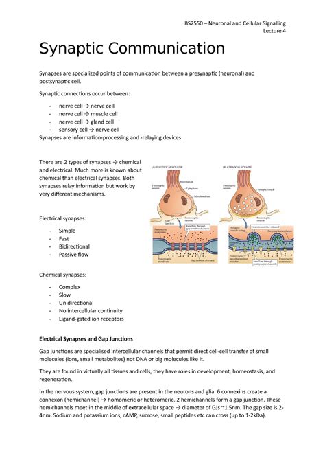 Synaptic Communication BS Neuronal And Cellular Signalling Lecture Synaptic Studocu
