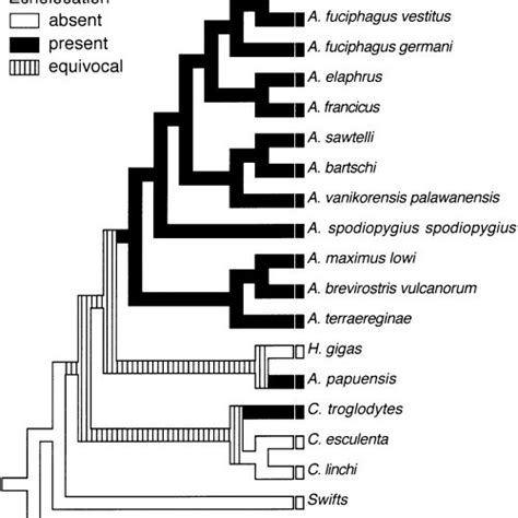 Echolocation Reconstructed Onto The Maximum Likelihood Phylogeny Of The