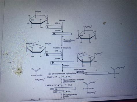 Solved Match The Correct Enzyme And Substraterproduct To The