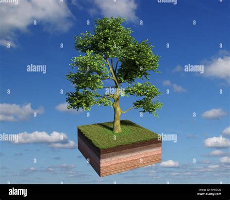 Model Of A Cross Section Of Ground With White Ash Tree Tree And Grass On The Surface In Front Of
