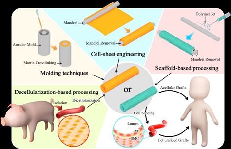 Biofabrication Techniques For Small Diameter Tissue Engineered Vascular Download Scientific