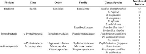 molecular identification of antagonistic bacteria by 16s rna sequence