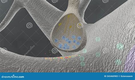 Chemical Synapses Allow Neurons To Form Circuits Within The Central Nervous System Stock