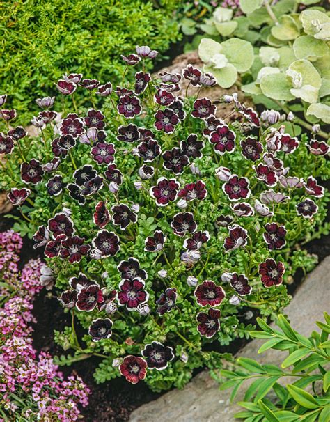 Nemophila Penny Black Egmont Seeds