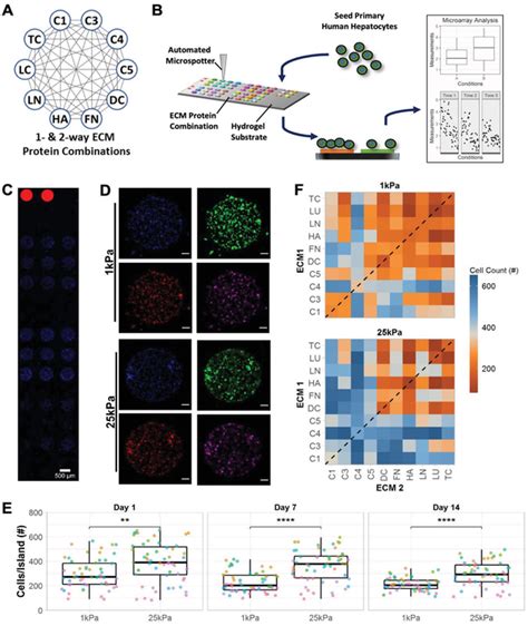 High‐throughput Extracellular Matrix Ecm Microarrays For Probing Download Scientific Diagram