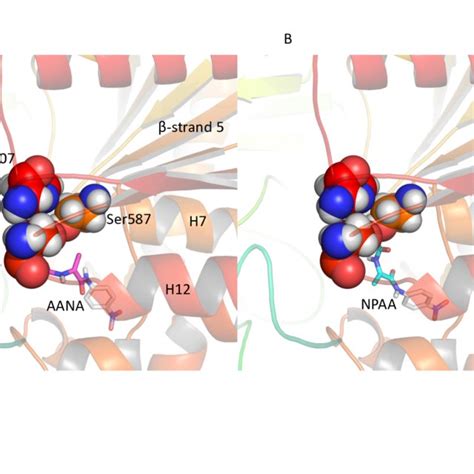 The Topology Diagram For The I Tasser Human Acylamino Acid Releasing Download Scientific