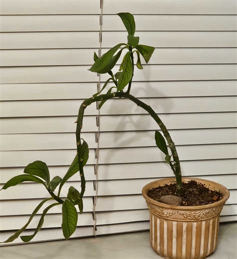 Стайни растения сукуленти гр София Център • Olx Bg