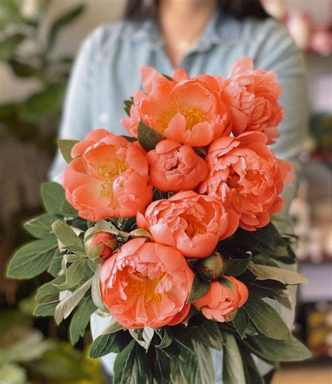 Pin op Peonies in 2024 | Pioen, Bloemen