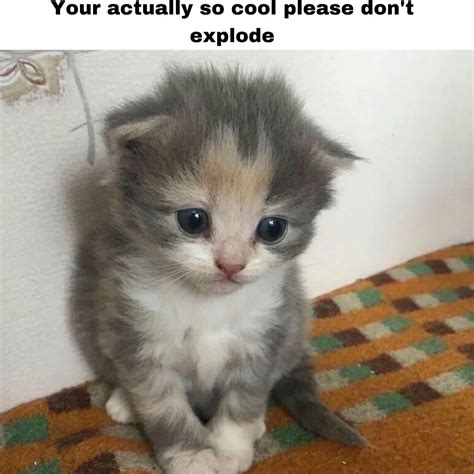 Cat • Memes Garys Back Follow Catwithmic For Daily Cat Memes Via